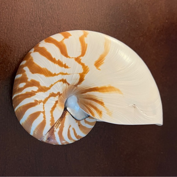Accents | Natural Chambered Tiger Stripe Nautilus Shell Coastal Beach ...